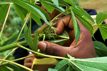 Cassava Seed Tracker