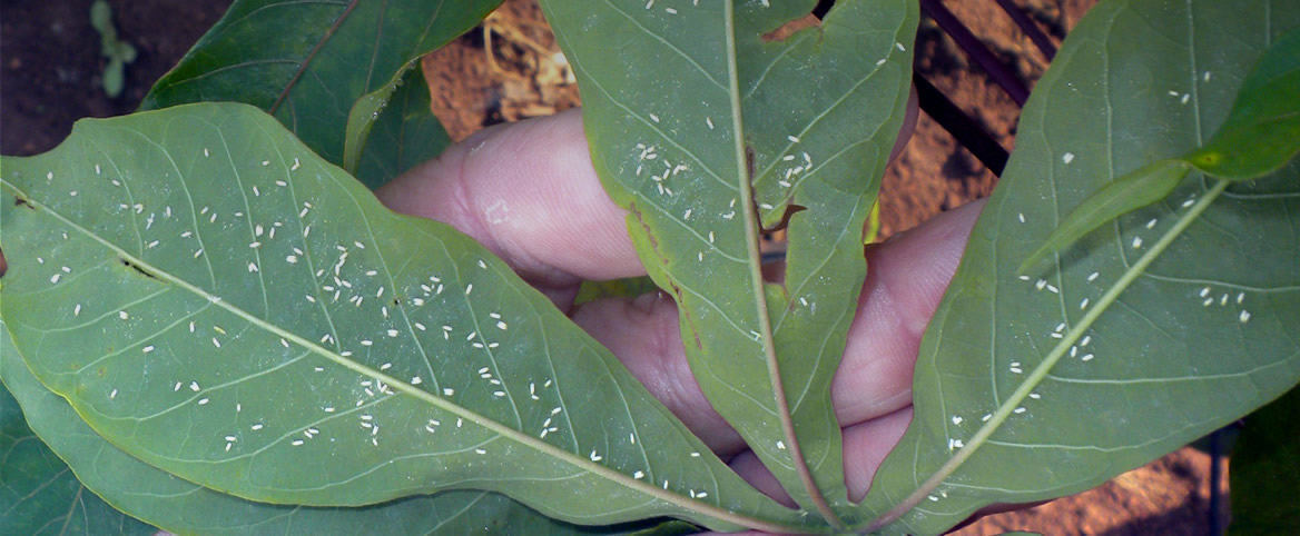 CDC | Cassava Seed Tracker